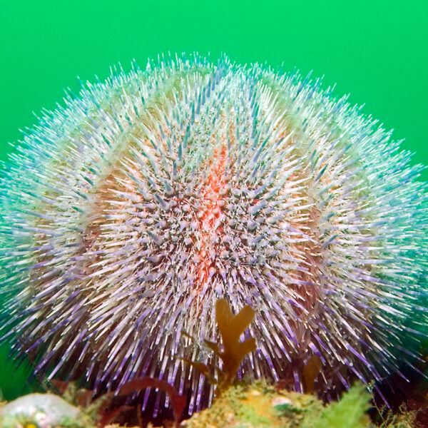Meet the Animals - Creature Feature - Anglesey Sea Zoo and Marine ...