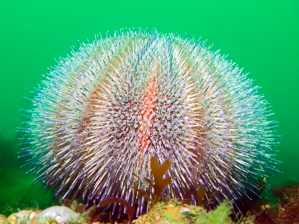 Meet the Animals - Creature Feature - Anglesey Sea Zoo and Marine ...